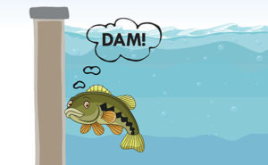 Engineers Tasked with Helping Fish Get Past Dams - But Only Certain ...